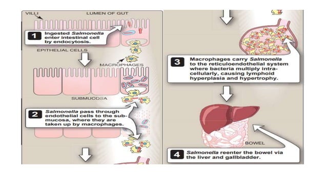 Enterobacteriaceae.pptx | Digestive Disorders | Diseases and Conditions