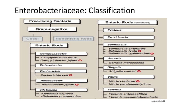 Enterobacteriaceae.pptx | Digestive Disorders | Diseases and Conditions