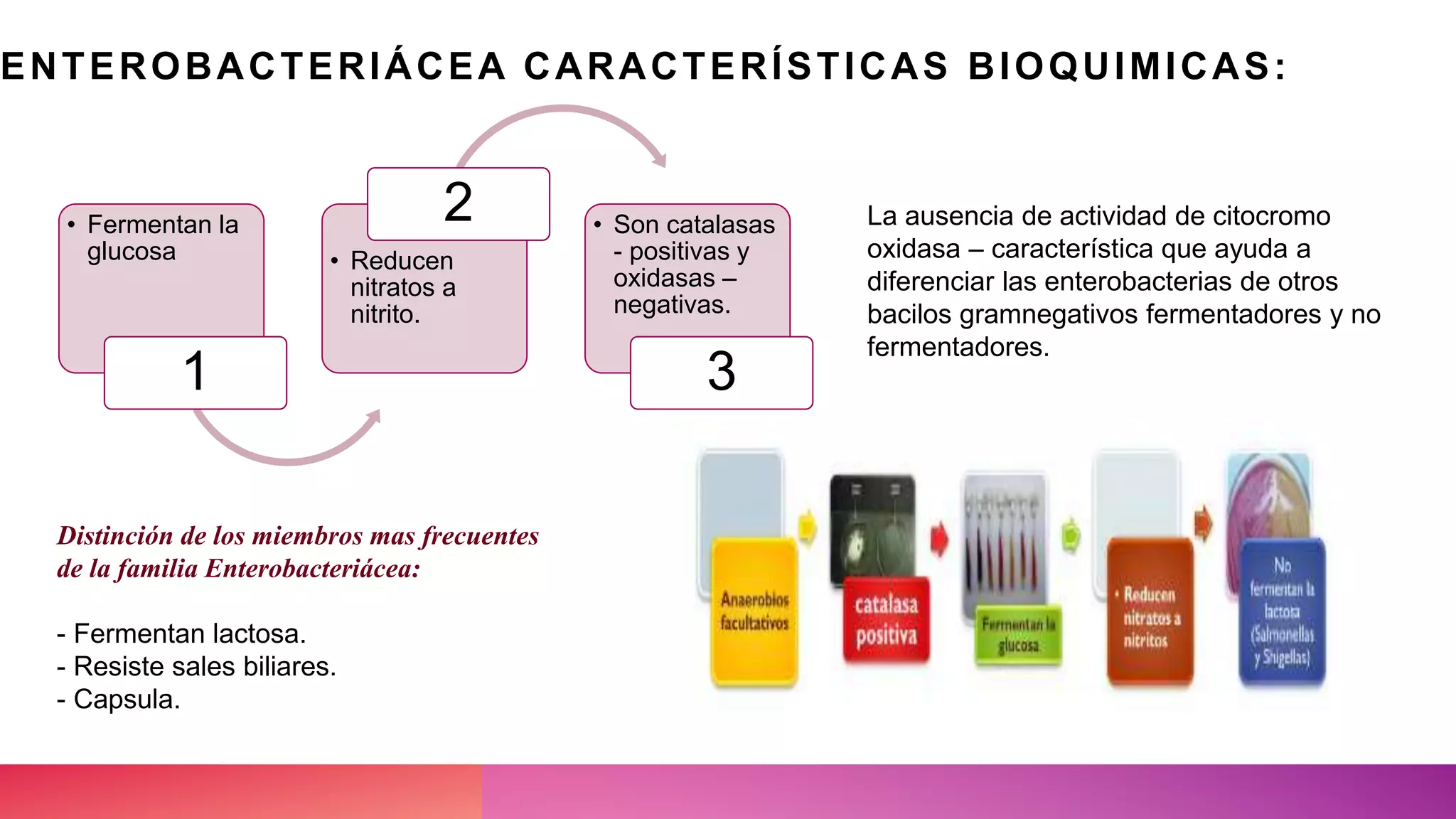 ENTEROBACTERIACEAE.pptx