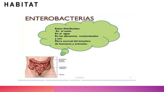 ENTEROBACTERIACEAE.pptx