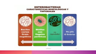 ENTEROBACTERIACEAE.pptx