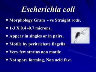 Enterobacteriaceae.ppt.jjkn.kjkhjjbjbhbhbh | PPT