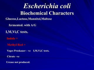 Enterobacteriaceae.ppt.jjkn.kjkhjjbjbhbhbh | PPT