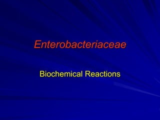 Enterobacteriaceae.ppt.jjkn.kjkhjjbjbhbhbh | PPT