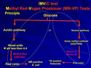 Enterobacteriaceae.ppt.jjkn.kjkhjjbjbhbhbh | PPT