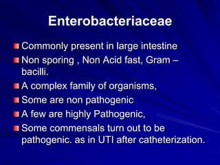 Enterobacteriaceae.ppt.jjkn.kjkhjjbjbhbhbh | PPT