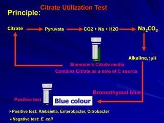 Enterobacteriaceae.ppt.jjkn.kjkhjjbjbhbhbh | PPT