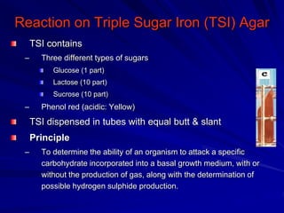Enterobacteriaceae.ppt.jjkn.kjkhjjbjbhbhbh | PPT