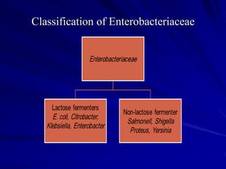 Enterobacteriaceae.ppt.jjkn.kjkhjjbjbhbhbh | PPT