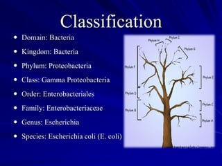 Enterobacteriaceae.ppt.jjkn.kjkhjjbjbhbhbh | PPT