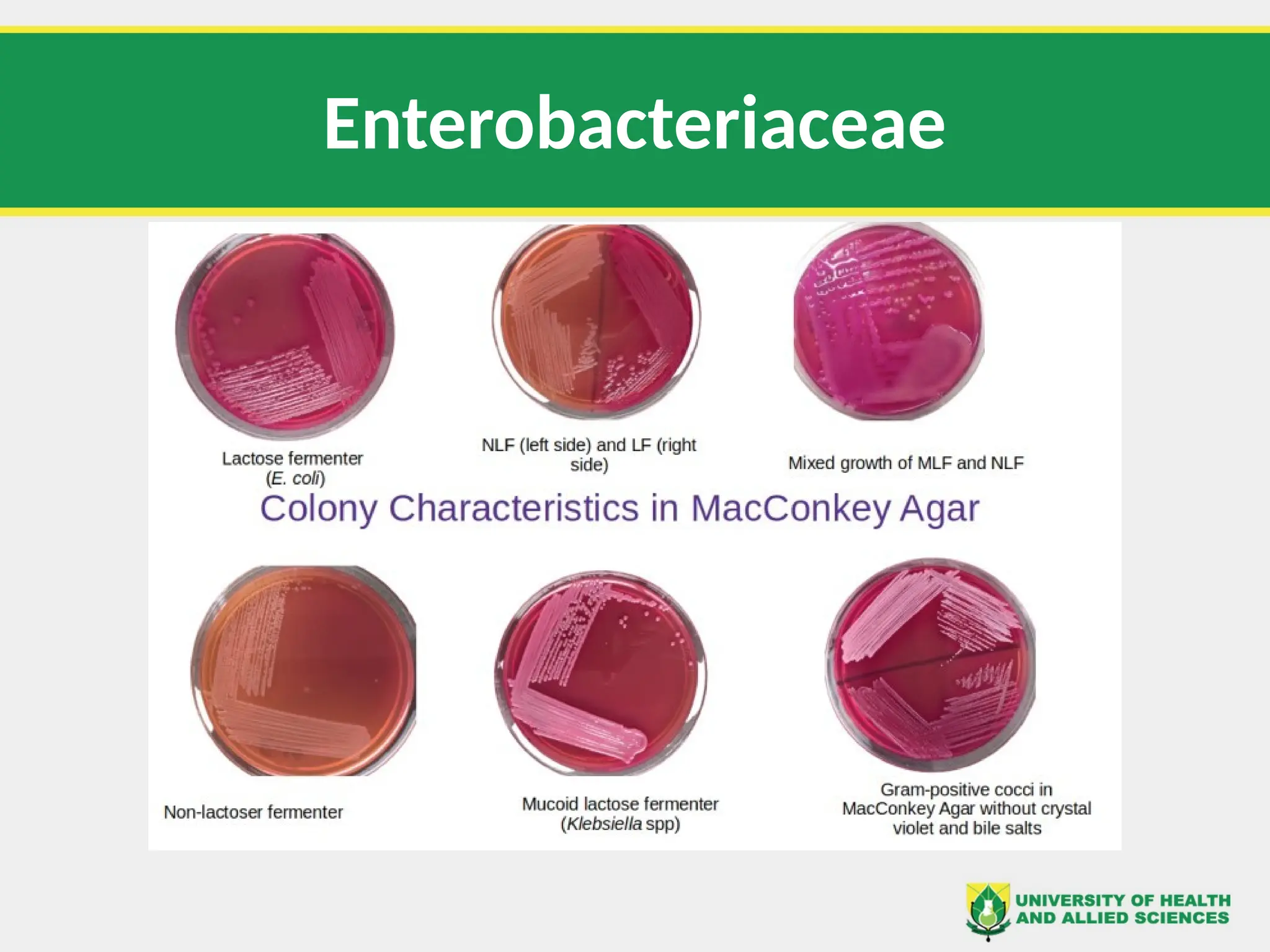 ENTEROBACTERIACEAE.pptx uhas slides on enterobacteriae | PPTX ...