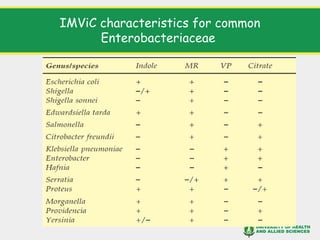ENTEROBACTERIACEAE.pptx uhas slides on enterobacteriae | PPTX ...