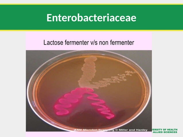 ENTEROBACTERIACEAE.pptx uhas slides on enterobacteriae | PPTX ...