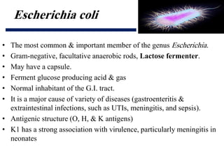 Enterobacteriaceae related types of bacteria that cause disease in ...
