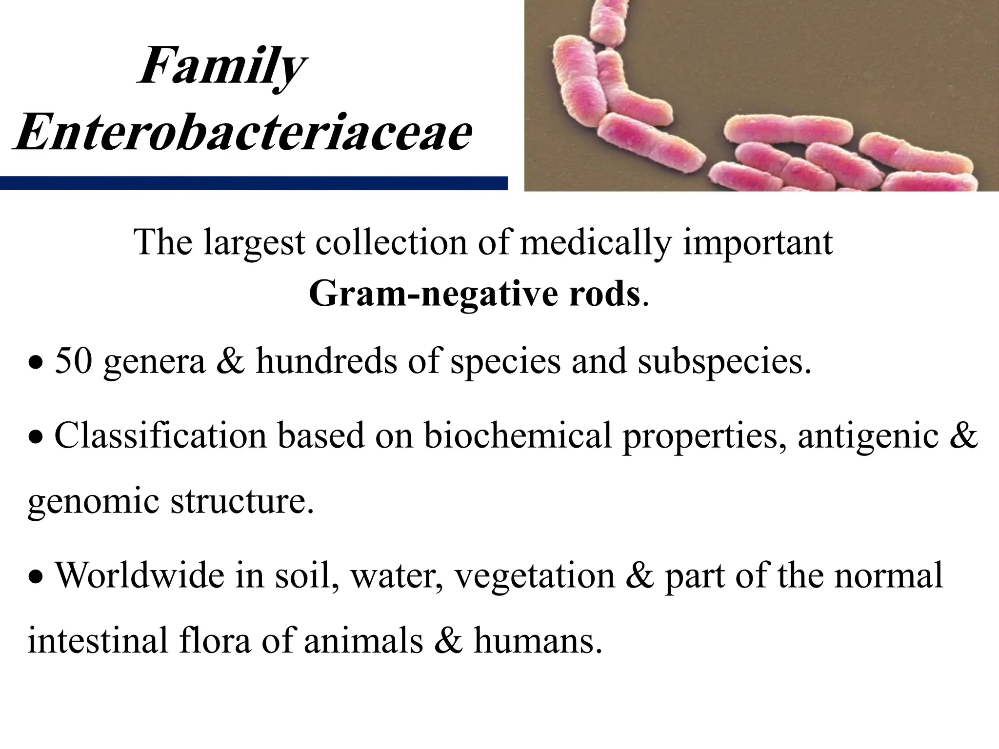 Enterobacteriaceae this related bacteria | PDF