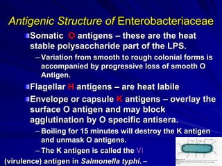 Enterobacteriaceae dr.ihsan alsaimary | PPTX | Infectious Diseases ...
