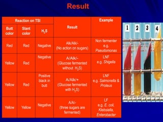 Enterobacteriaceae dr.ihsan alsaimary | PPTX | Infectious Diseases ...