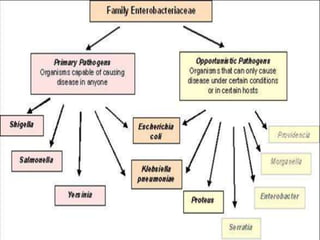 Enterobacteriaceae dr.ihsan alsaimary | PPTX | Infectious Diseases ...