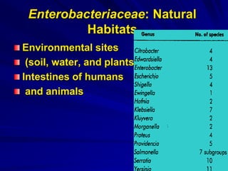Enterobacteriaceae dr.ihsan alsaimary | PPTX