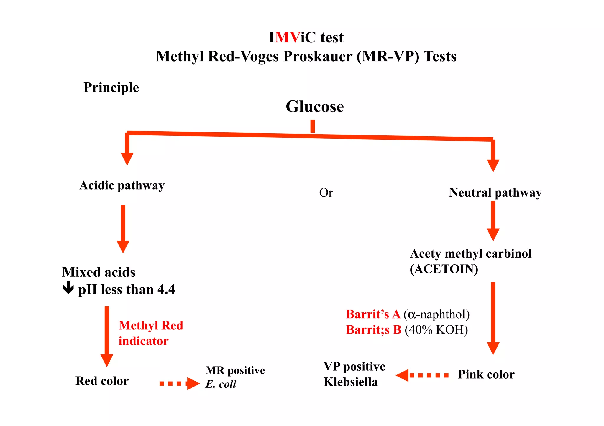 Enterobacteriacea i biochemical reaction بكتريا عملي | PDF