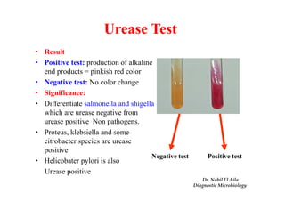Enterobacteriacea i biochemical reaction بكتريا عملي | PDF