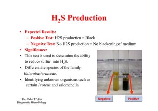 Enterobacteriacea i biochemical reaction بكتريا عملي | PDF