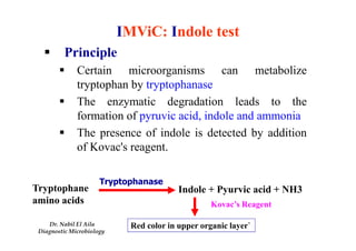 Enterobacteriacea i biochemical reaction بكتريا عملي | PDF