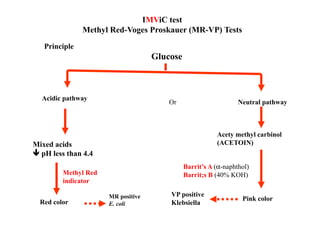 Enterobacteriacea i biochemical reaction بكتريا عملي | PDF