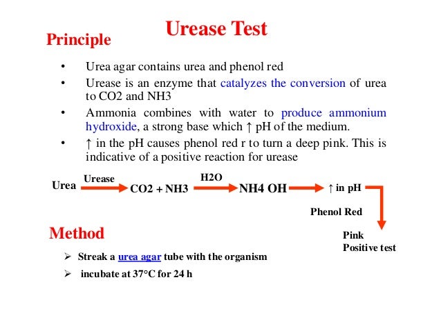 What Is Urease Test Principle Composition