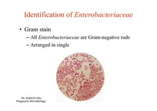 Enterobacteriacea ii biochemical reaction 2بكتريا عملي | PDF