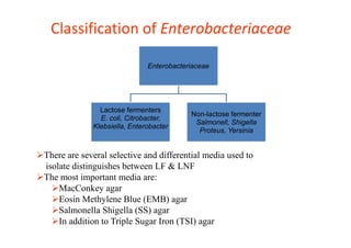 Enterobacteriacea ii biochemical reaction 2بكتريا عملي | PDF