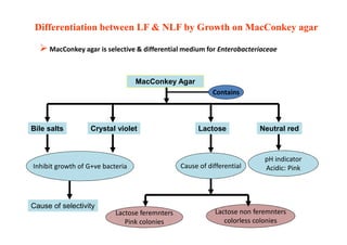Enterobacteriacea ii biochemical reaction 2بكتريا عملي | PDF