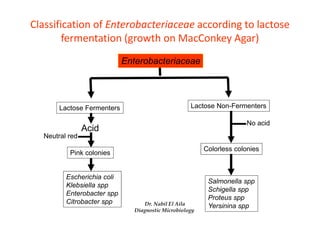 Enterobacteriacea ii biochemical reaction 2بكتريا عملي | PDF
