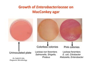 Macconkey Agar Uninoculated
