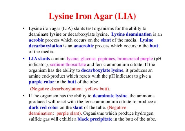Enterobacteriacea ii biochemical reaction 2بكتريا عملي