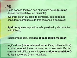 Enterobacterias | PPTX