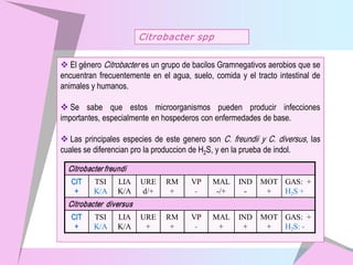 Enterobacterias Klebsiella Salmonella Serratia | PDF