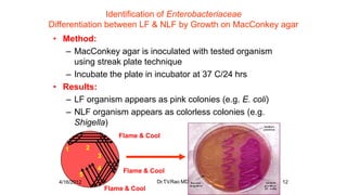 enterobactericeae.pptx