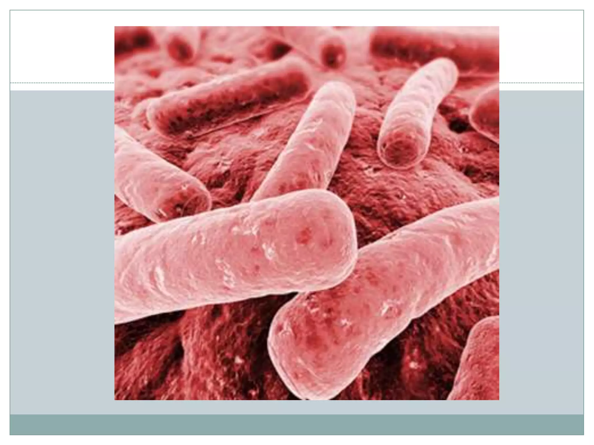 Enterobacter, serratia, salmonella, klebsiella, shigella y proteus | PPT