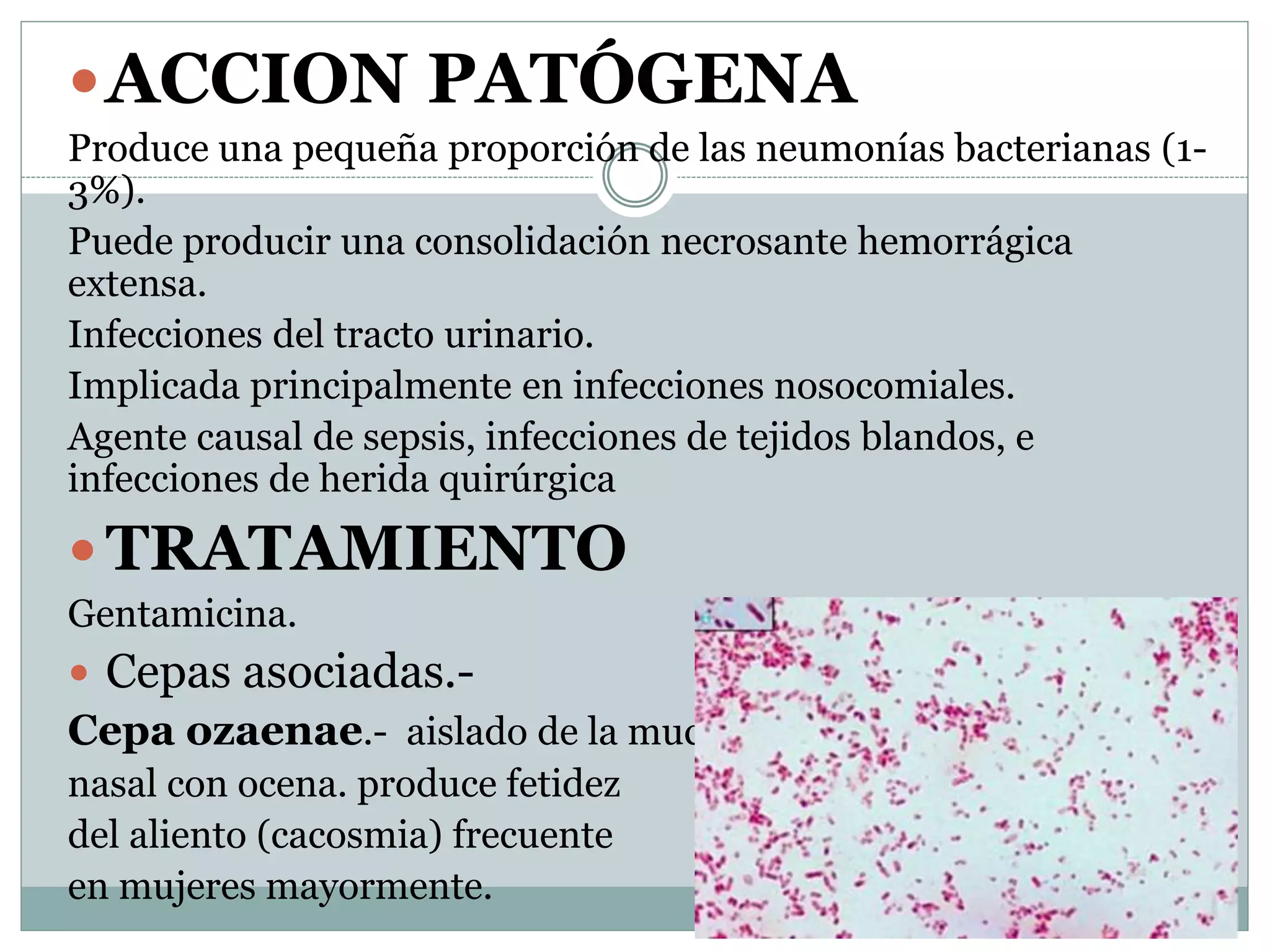 Enterobacter, serratia, salmonella, klebsiella, shigella y proteus ...