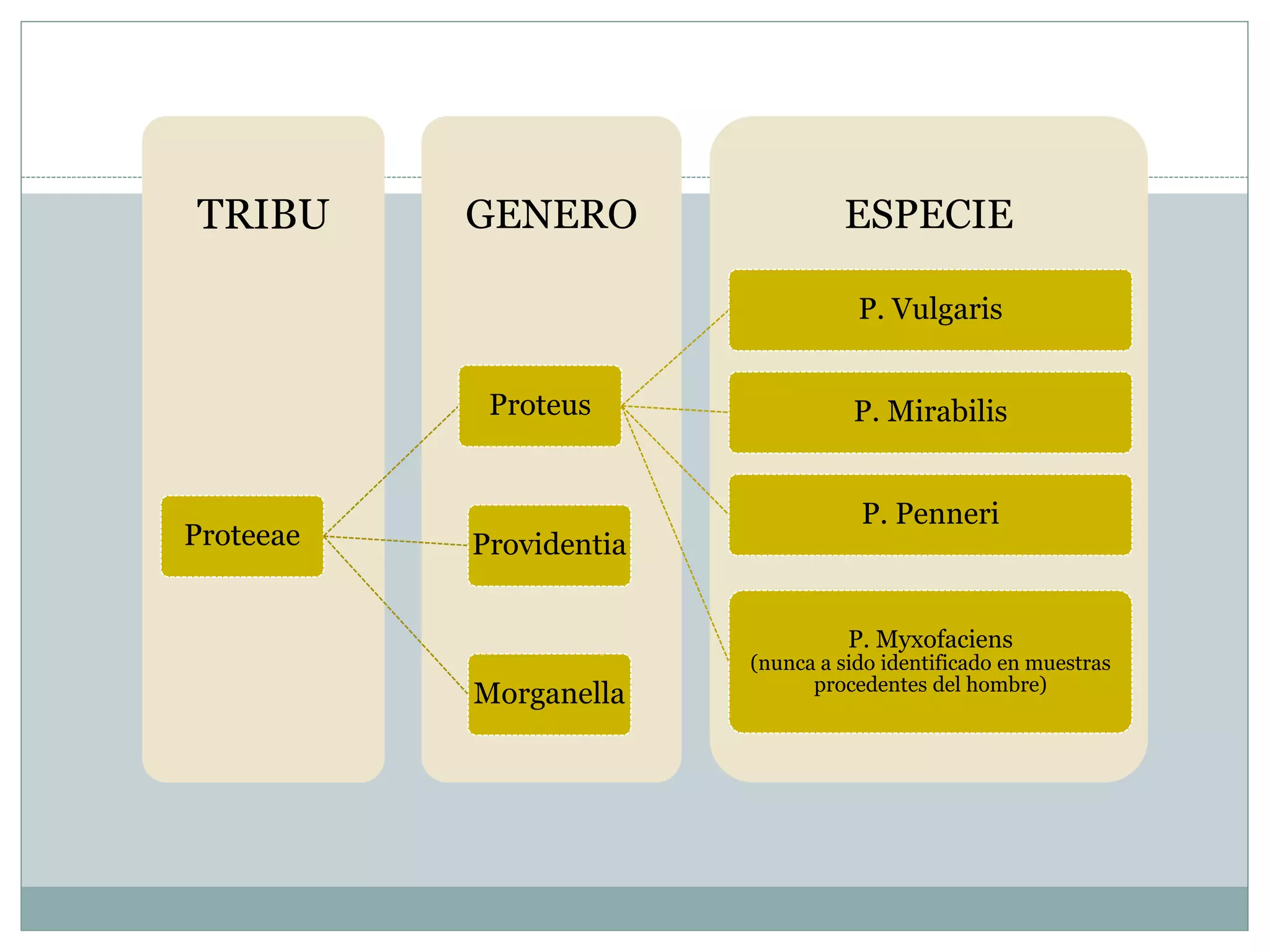 Enterobacter, serratia, salmonella, klebsiella, shigella y proteus ...