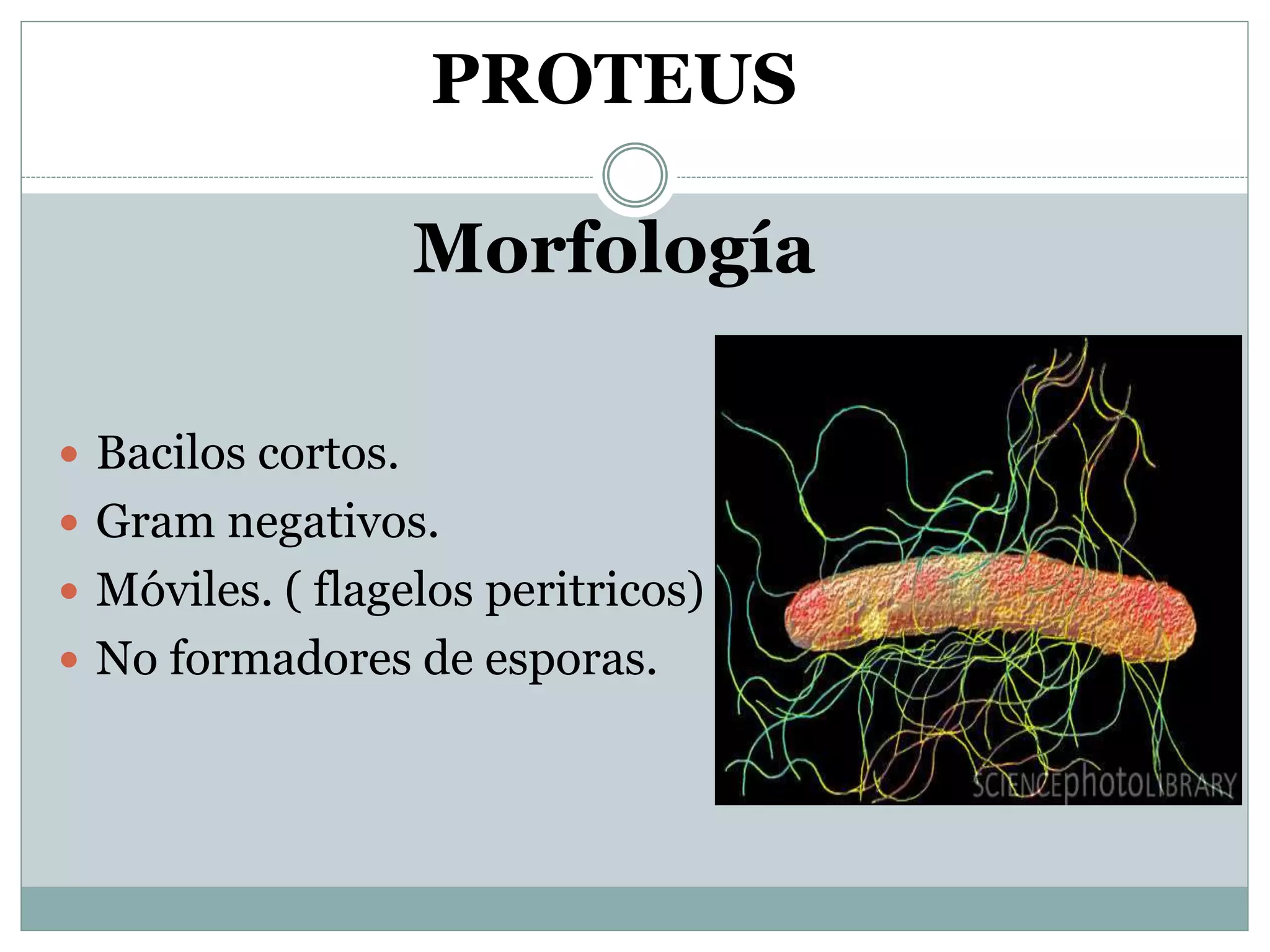 Enterobacter, serratia, salmonella, klebsiella, shigella y proteus ...