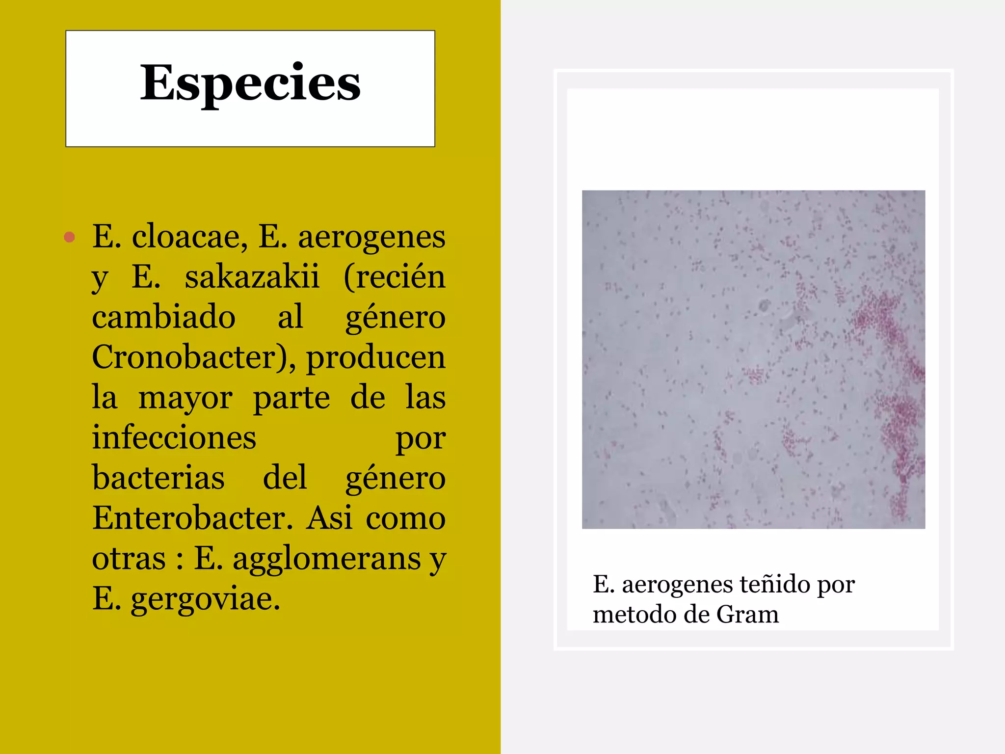 Enterobacter, serratia, salmonella, klebsiella, shigella y proteus ...