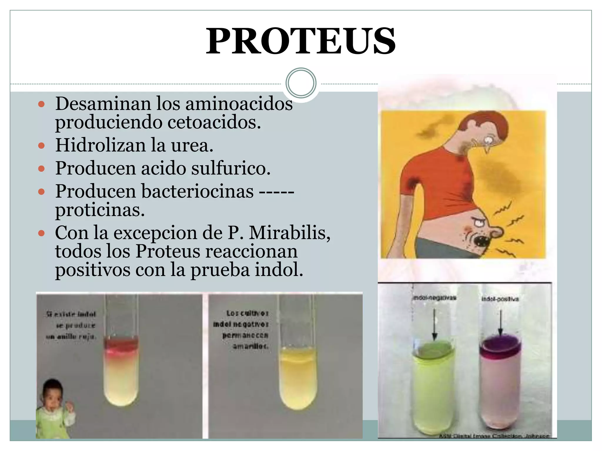 Enterobacter, serratia, salmonella, klebsiella, shigella y proteus ...