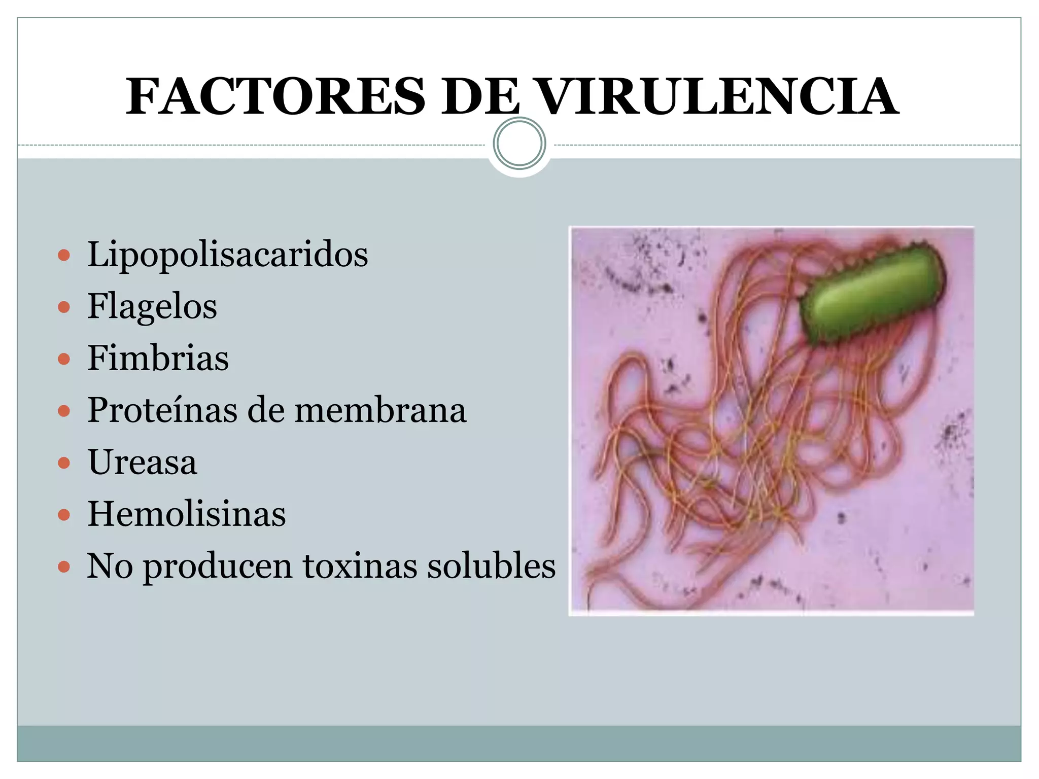 Enterobacter, serratia, salmonella, klebsiella, shigella y proteus ...