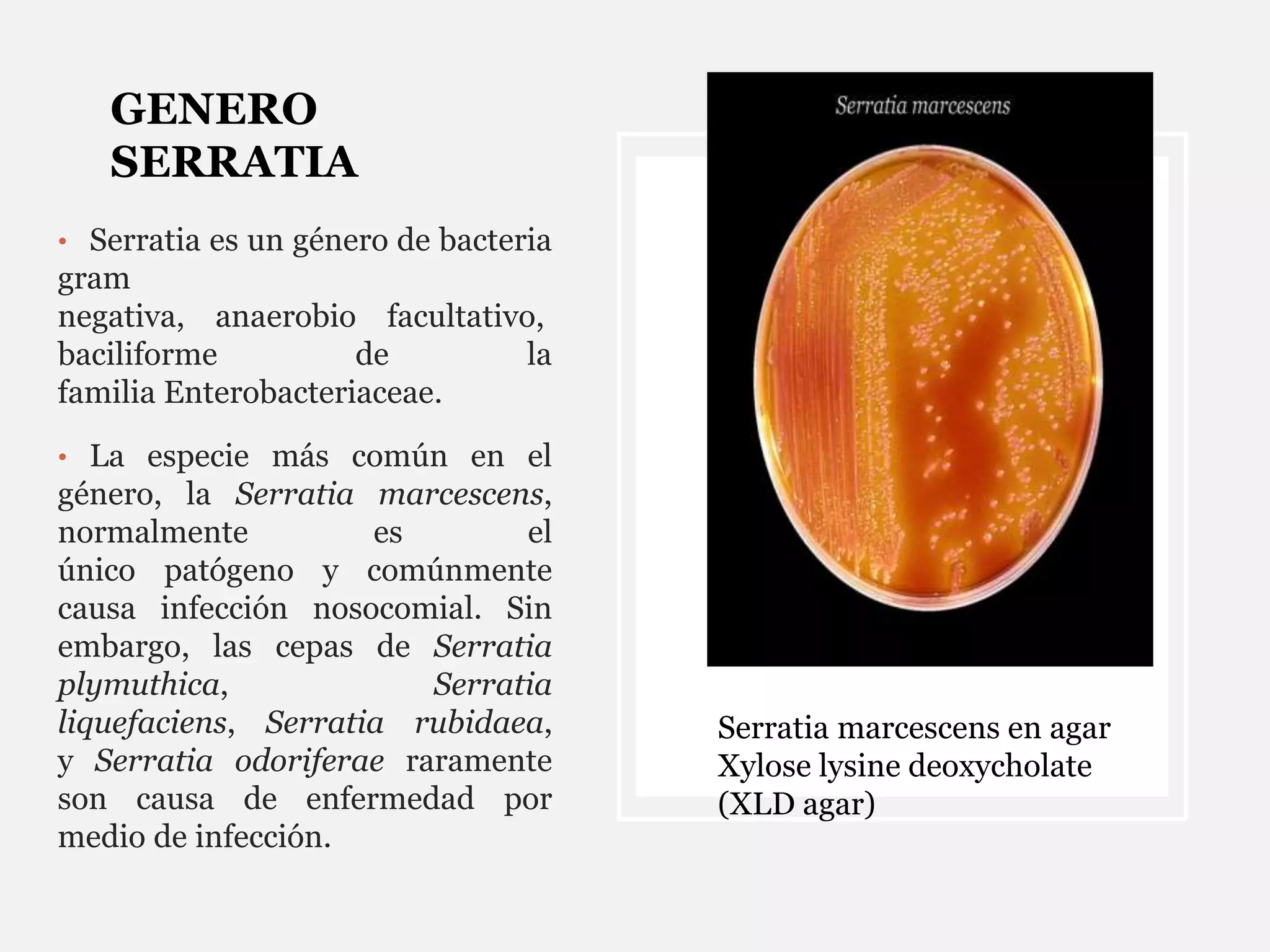 Enterobacter, serratia, salmonella, klebsiella, shigella y proteus ...