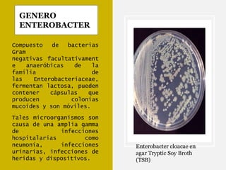 Enterobacter, serratia, salmonella, klebsiella, shigella y proteus | PPTX