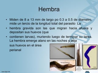 7.0 Enterobius vermicularis | PDF