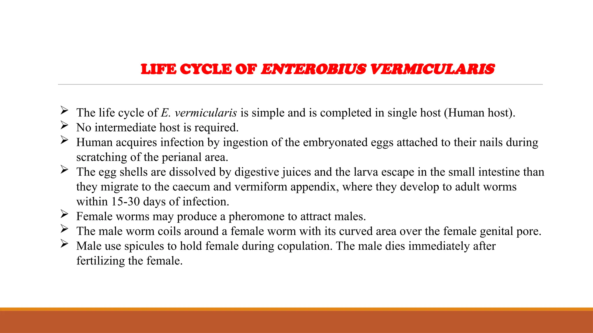 Enterobious vermacularis.pptx Manoj Mahato | PPTX