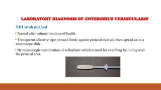 Enterobious vermacularis.pptx Manoj Mahato | PPTX